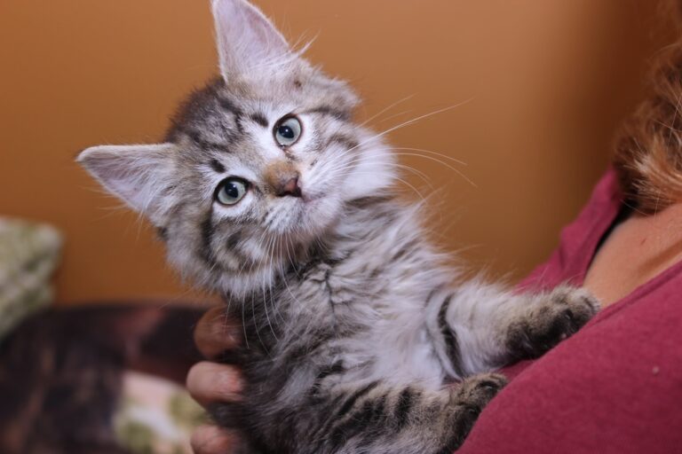350 Cutest Maine Coon Cat Names For Your Gentle Giant