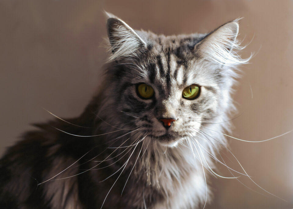 350 Cutest Maine Coon Cat Names For Your Gentle Giant
