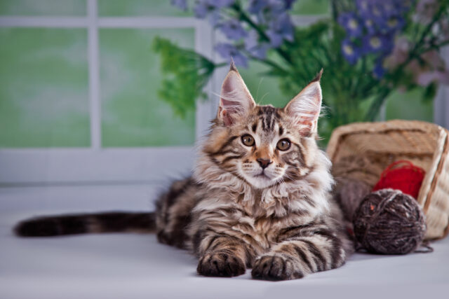350 Cutest Maine Coon Cat Names For Your Gentle Giant