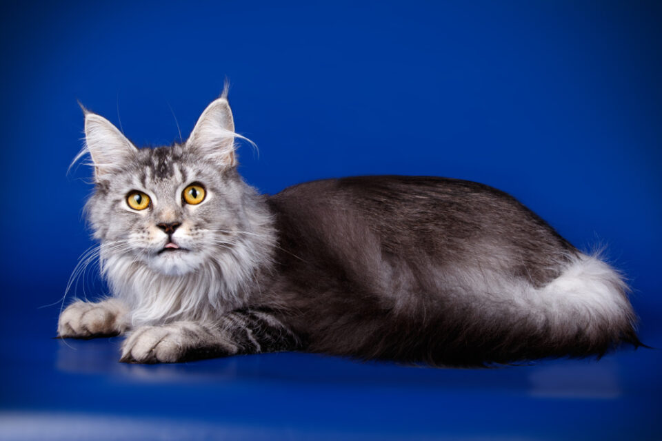 350 Cutest Maine Coon Cat Names For Your Gentle Giant