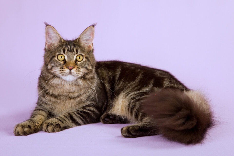 350 Cutest Maine Coon Cat Names For Your Gentle Giant
