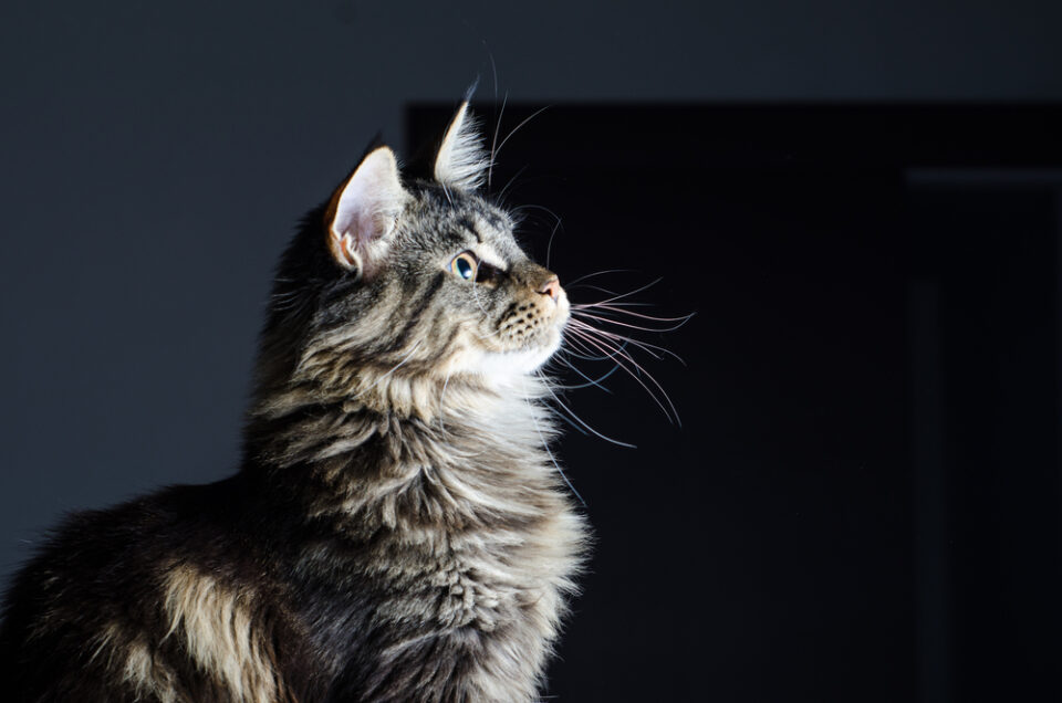 350 Cutest Maine Coon Cat Names For Your Gentle Giant