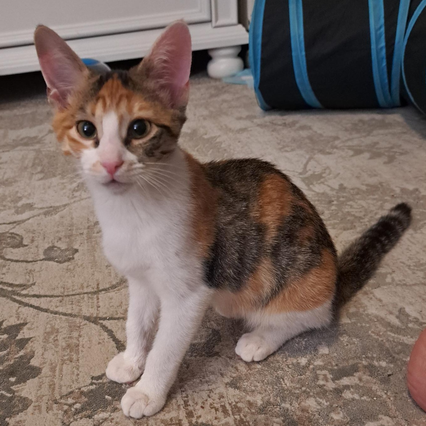 11 Chic Cat Haircuts to Give Your Furry Friend a Makeover