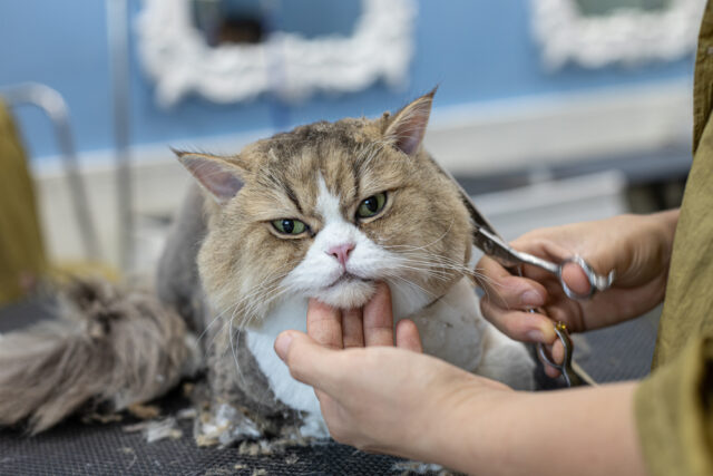 11 Chic Cat Haircuts to Give Your Furry Friend a Makeover