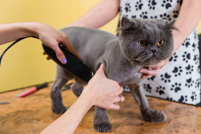 9 Inspirational Cat Haircut Styles For Your Feline