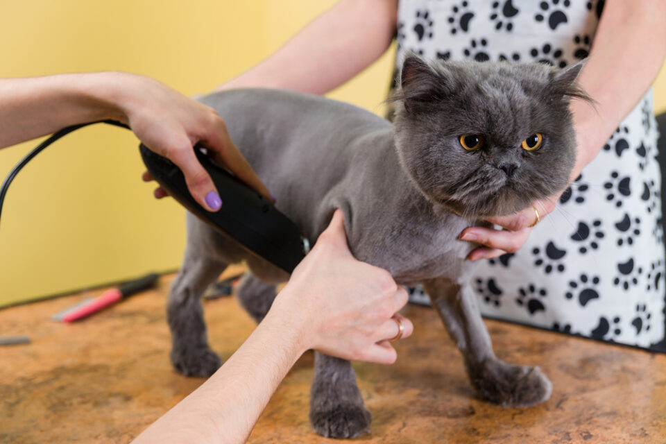 9 Inspirational Cat Haircut Styles For Your Feline