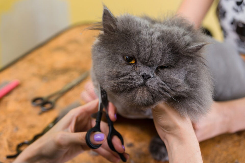 9 Inspirational Cat Haircut Styles For Your Feline