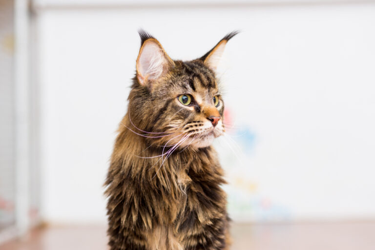 Brown Maine Coon: Everything You Need To Know