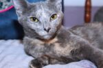 Dilute Tortoiseshell Cat: Why You Need To Get This Floof