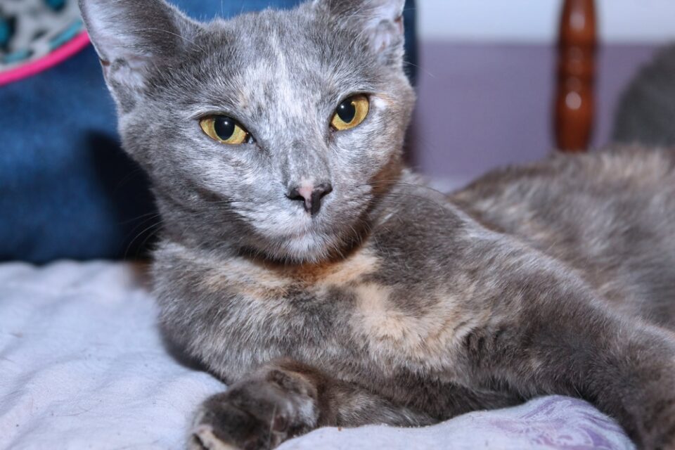 Dilute Tortoiseshell Cat: Why You Need To Get This Floof