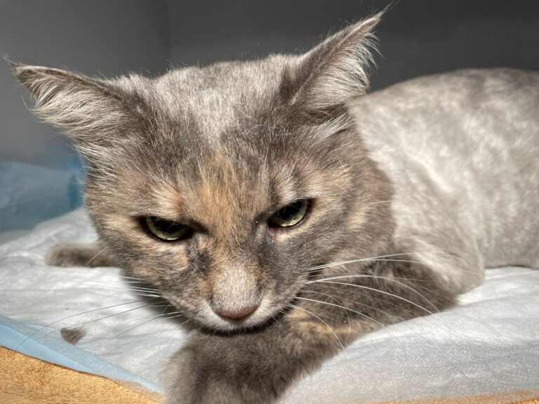 Dilute Tortoiseshell Cat: Why You Need To Get This Floof