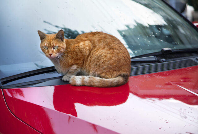 How To Keep Cats Off Your Car: 8 Methods That Never Miss