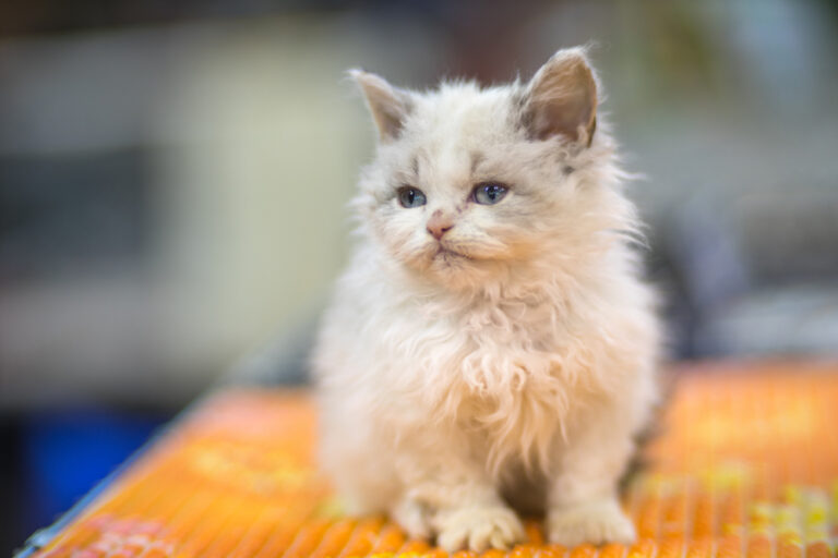 Lambkin Cat: The Curliest Munchkin And Selkirk Rex Mix