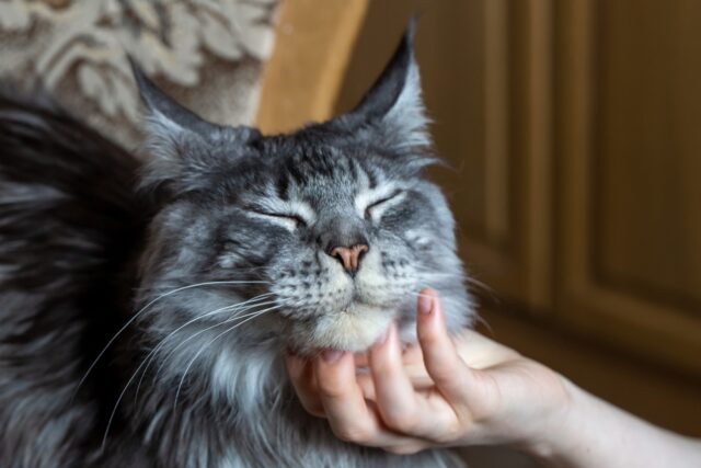 Maine Coon Cat: Breed Overview, Characteristics, And Care