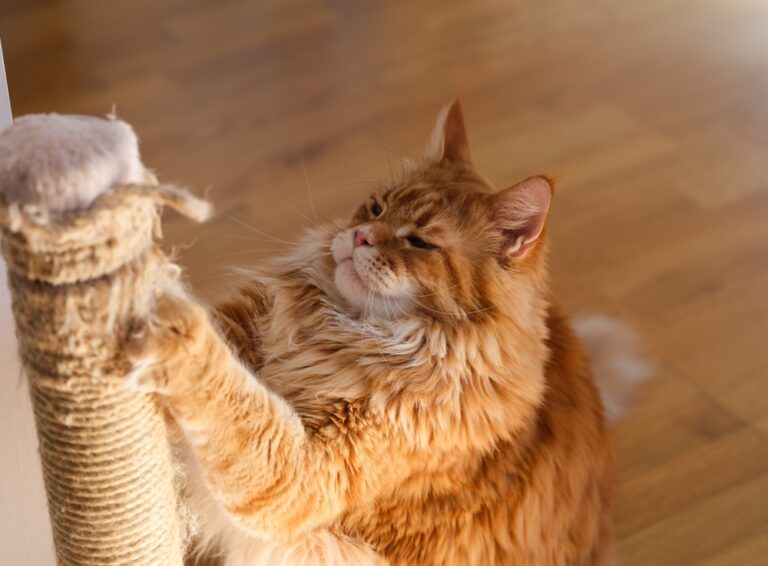 Maine Coon Cat: Breed Overview, Characteristics, And Care