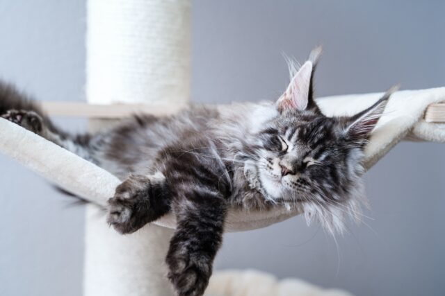 Maine Coon Cat: Breed Overview, Characteristics, And Care