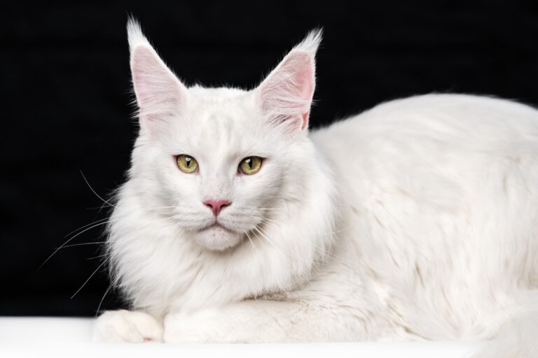 Maine Coon Colors: The Most Popular Colors And Patterns