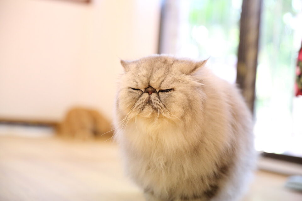 Persian Cat: Breed Overview Of The Smooshed-Faced Beauty
