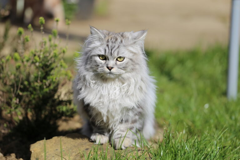15 Worst Cat Breeds for Beginners – Buyer Beware!