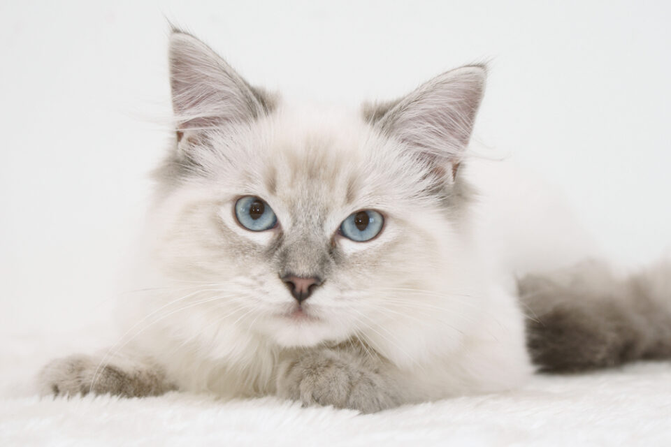 Ragdoll Blue Lynx: Your Fluffy Dream Come True