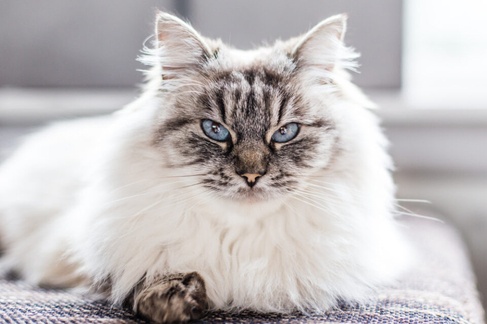Ragdoll Tabby Mix: Soft Coats And Striking Patterns