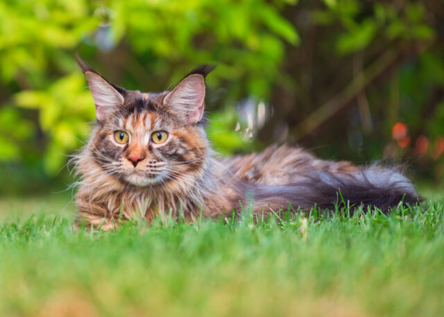 Tortoiseshell Maine Coon Mix: The Tortie Of Your Dreams
