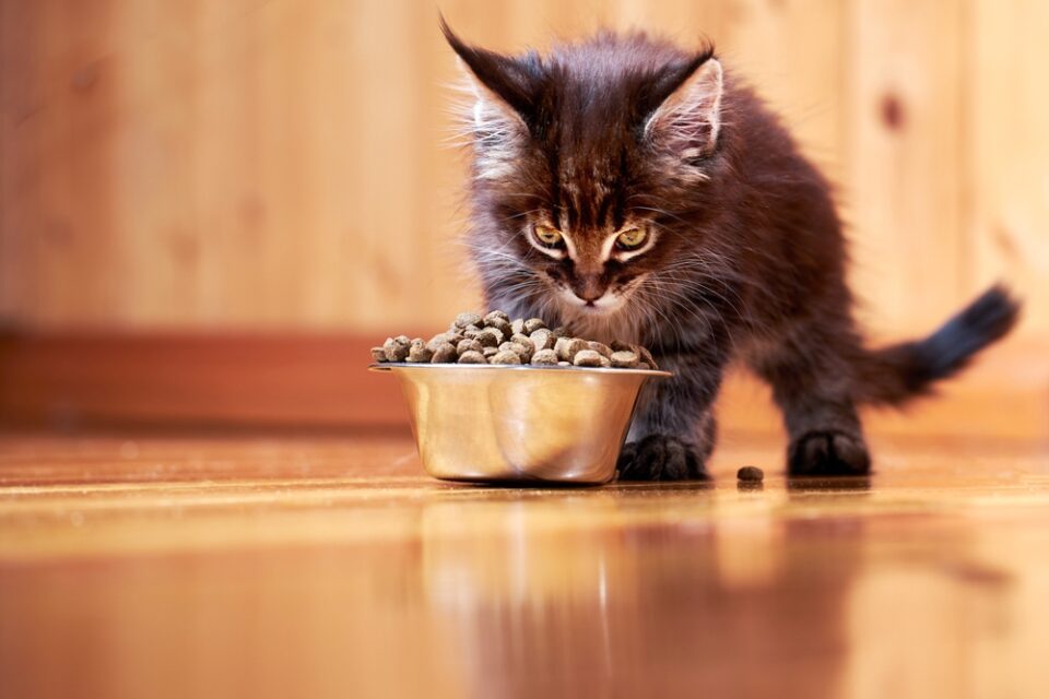 What Do Maine Coon Cats Eat? 8 Best Cat Foods For Coons