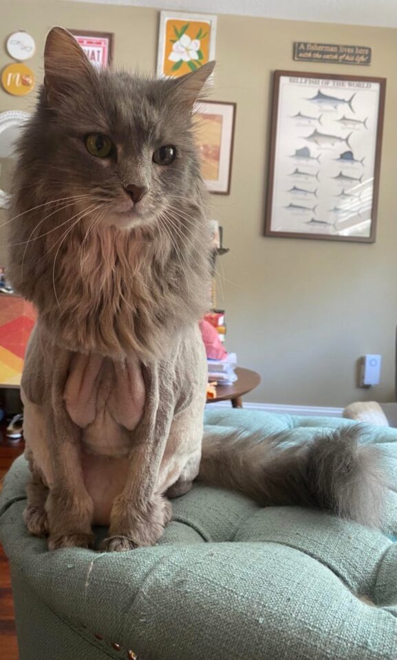 11 Chic Cat Haircuts to Give Your Furry Friend a Makeover