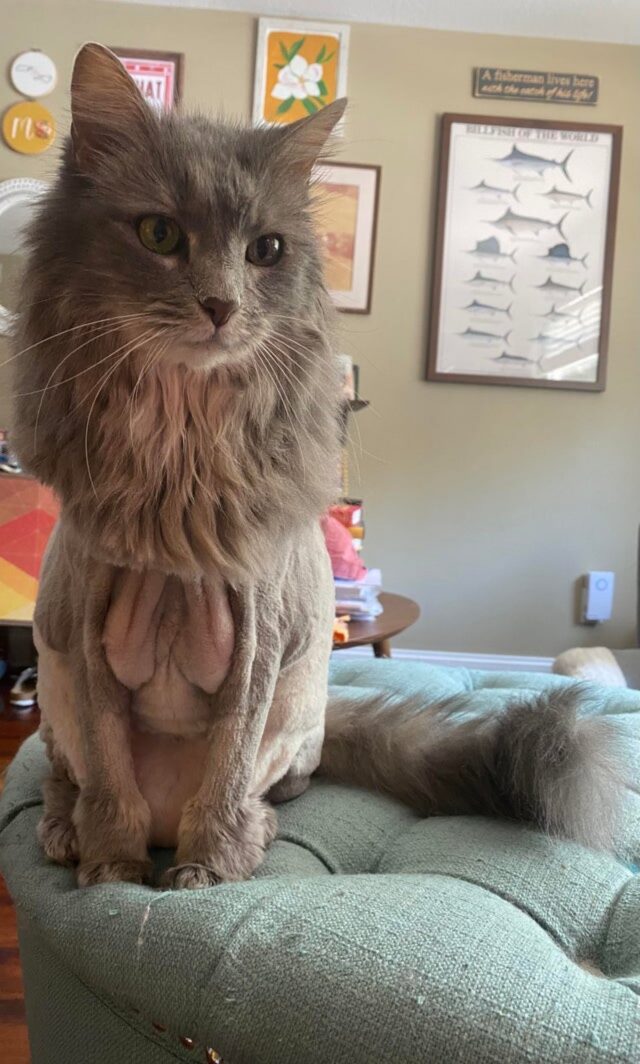 11 Chic Cat Haircuts to Give Your Furry Friend a Makeover