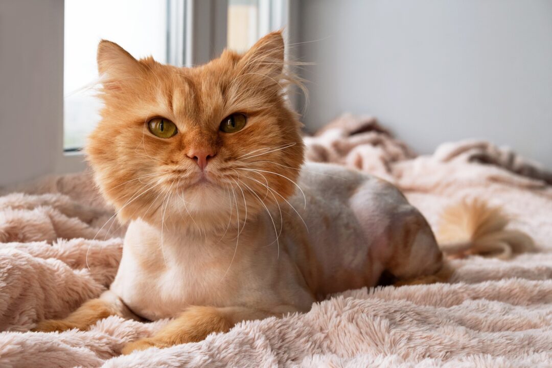11 Chic Cat Haircuts to Give Your Furry Friend a Makeover