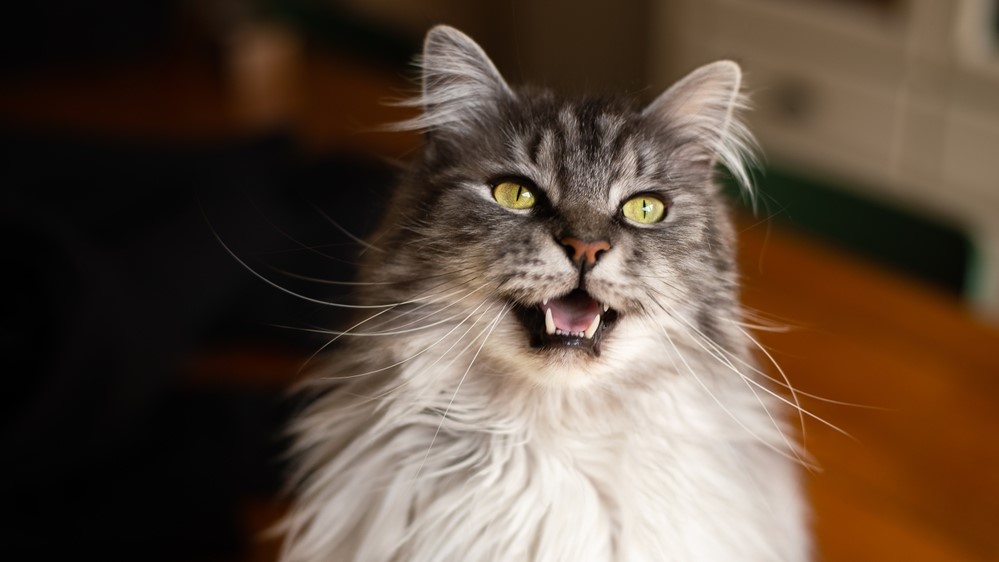 Maine Coon Cat: Breed Overview, Characteristics, And Care