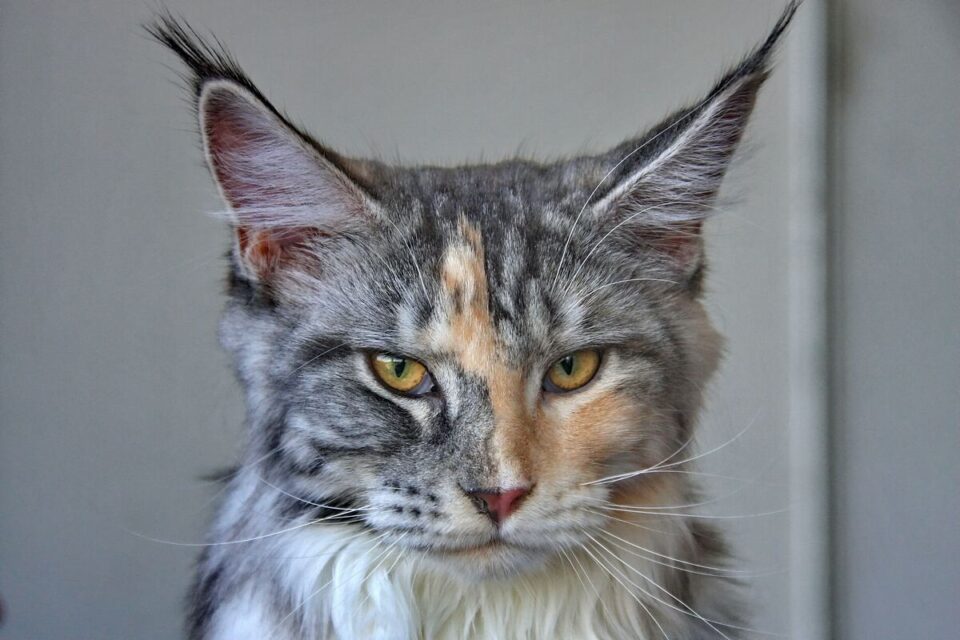 350 Cutest Maine Coon Cat Names For Your Gentle Giant