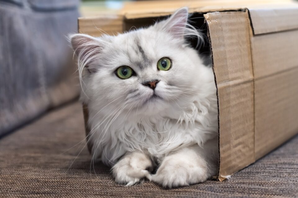 Silver Persian Cats: The Rarest Gem Of The Cat World