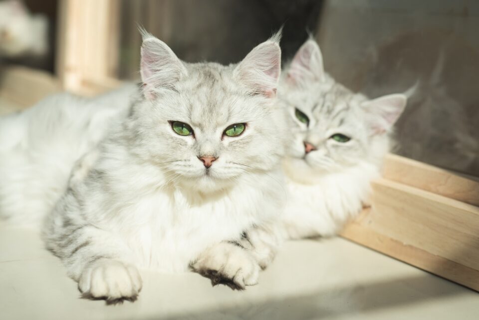 Silver Persian Cats: The Rarest Gem Of The Cat World