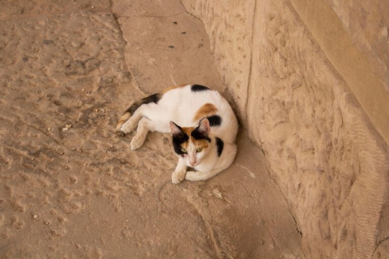 10 Jaw-Dropping Historical Facts About Cats In Ancient Egypt