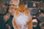 350+ Norwegian Forest Cat Names For Your Little Wegie