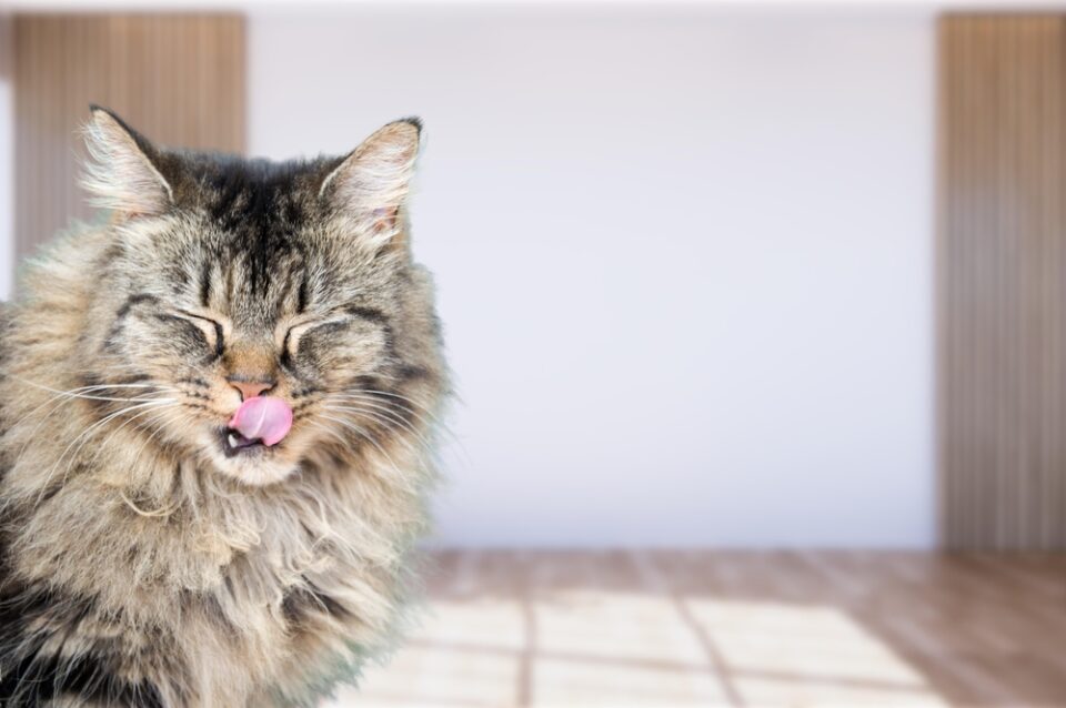 350+ Norwegian Forest Cat Names For Your Little Wegie