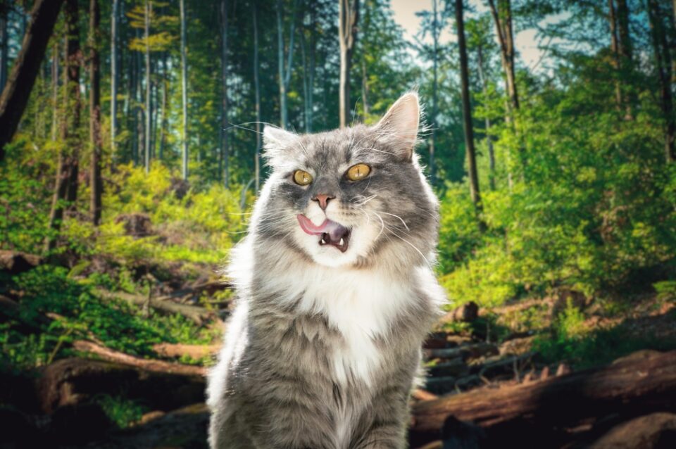 350+ Norwegian Forest Cat Names For Your Little Wegie