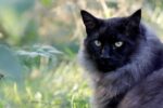 350+ Norwegian Forest Cat Names For Your Little Wegie