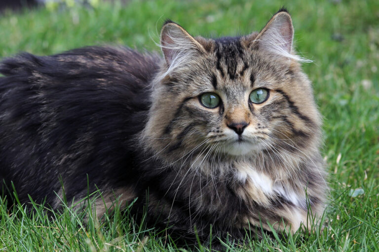 350+ Norwegian Forest Cat Names For Your Little Wegie