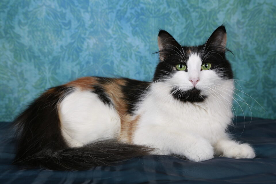 350+ Norwegian Forest Cat Names For Your Little Wegie