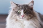 350+ Norwegian Forest Cat Names For Your Little Wegie