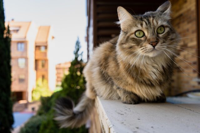 350+ Norwegian Forest Cat Names For Your Little Wegie