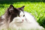 350+ Norwegian Forest Cat Names For Your Little Wegie