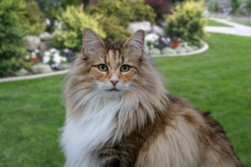 350+ Norwegian Forest Cat Names For Your Little Wegie