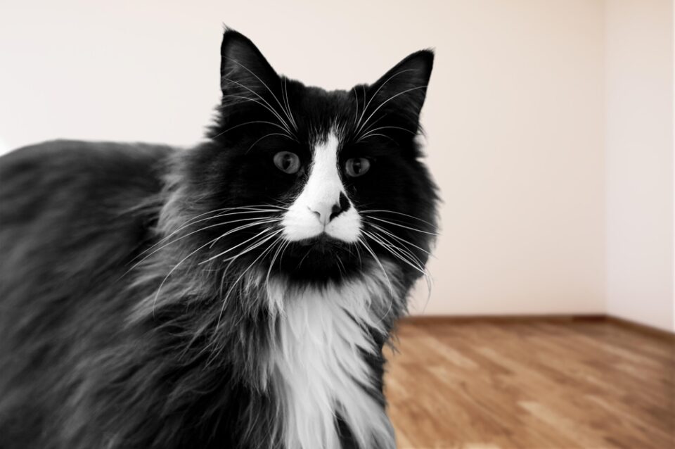 350+ Norwegian Forest Cat Names For Your Little Wegie