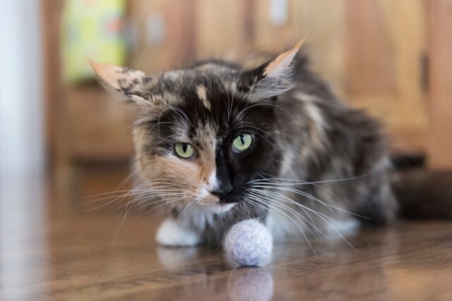 350+ Norwegian Forest Cat Names For Your Little Wegie
