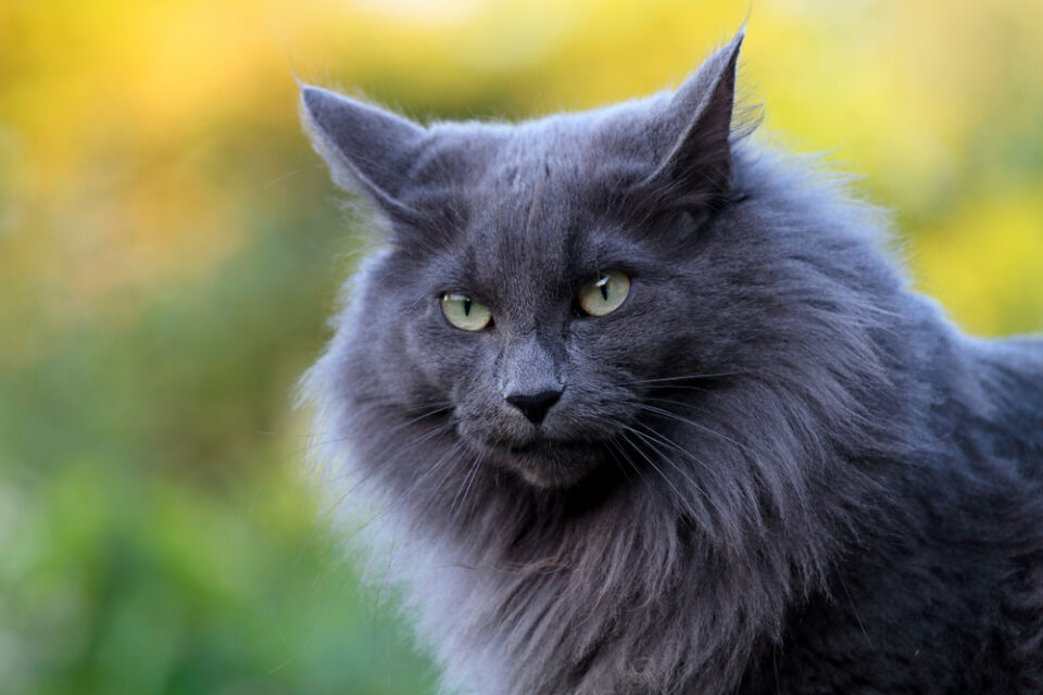 Meet The Smurf Of The Cat World: Blue Norwegian Forest Cat