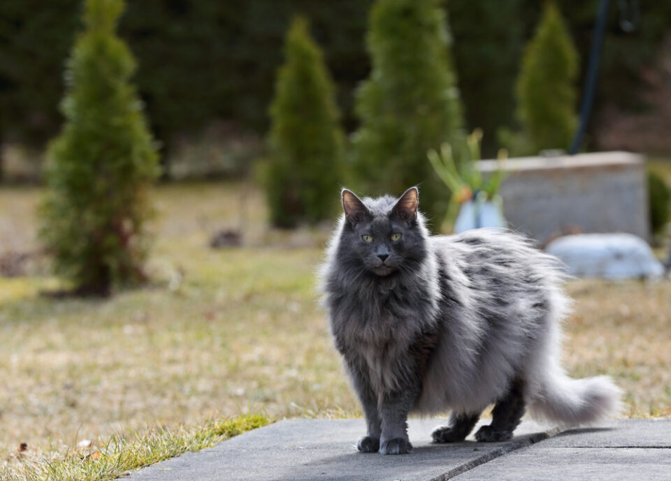 Meet The Smurf Of The Cat World: Blue Norwegian Forest Cat