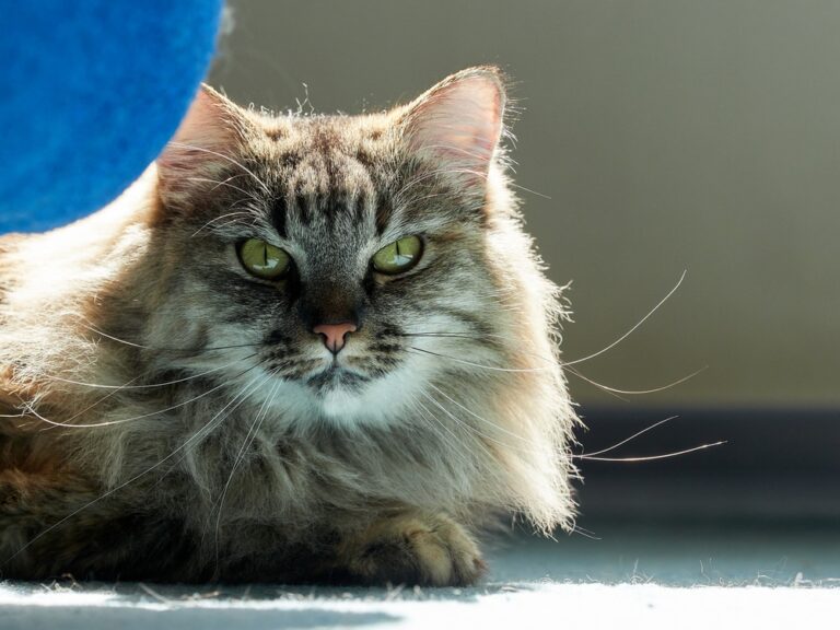 Meet The Warrior Of The Woods: Gray Norwegian Forest Cat
